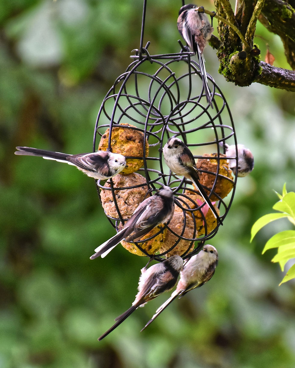 Top Five Foods To Feed Your Garden Birds This February!