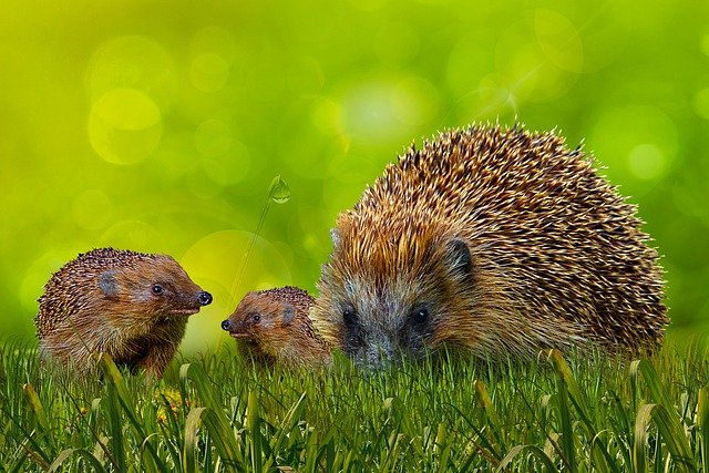 How To Help Hedgehogs With Hedgehog-Friendly Fences 🐾