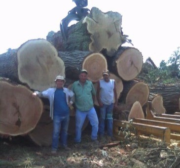 Lowery Logging and Firewood | Logging | Ohio, USA