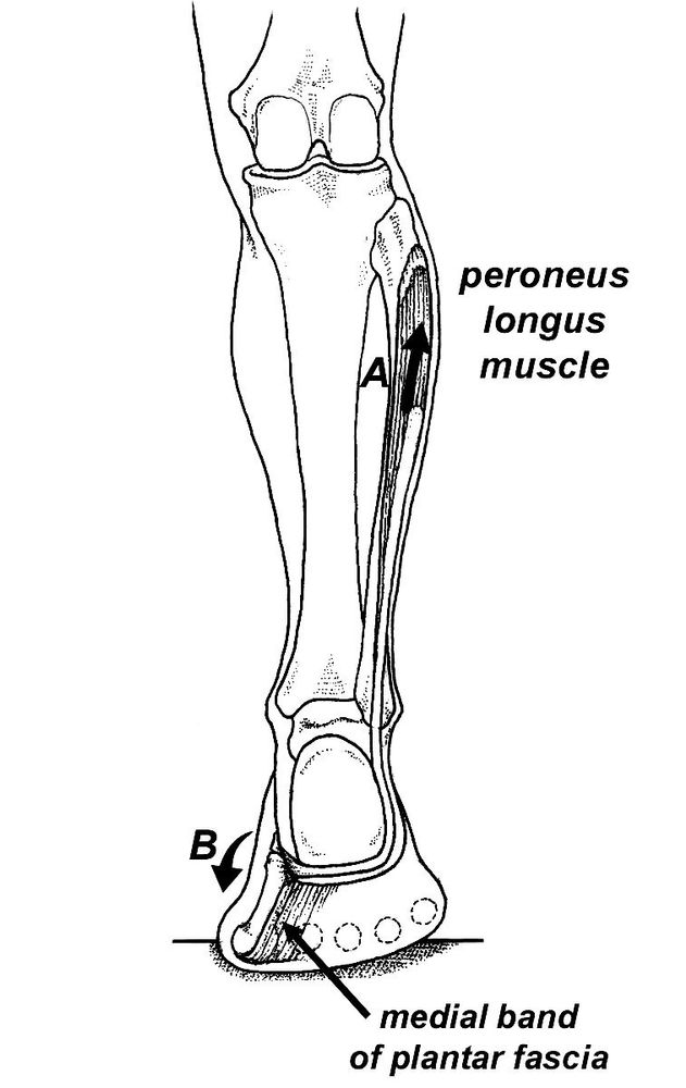 Managing Heel Pain: The Overlooked Role of Peroneal and Toe Flexor Strength