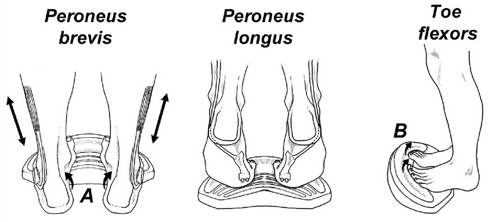 Managing Heel Pain: The Overlooked Role of Peroneal and Toe Flexor Strength