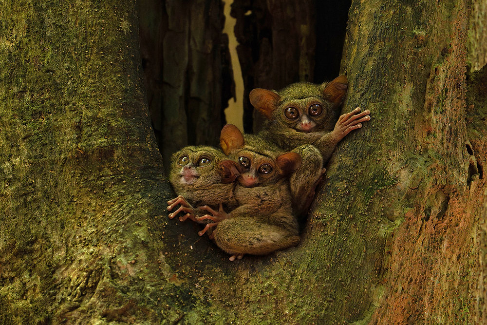 Tarsiers,throughthelens.co,AdiandMala,Sulawesi