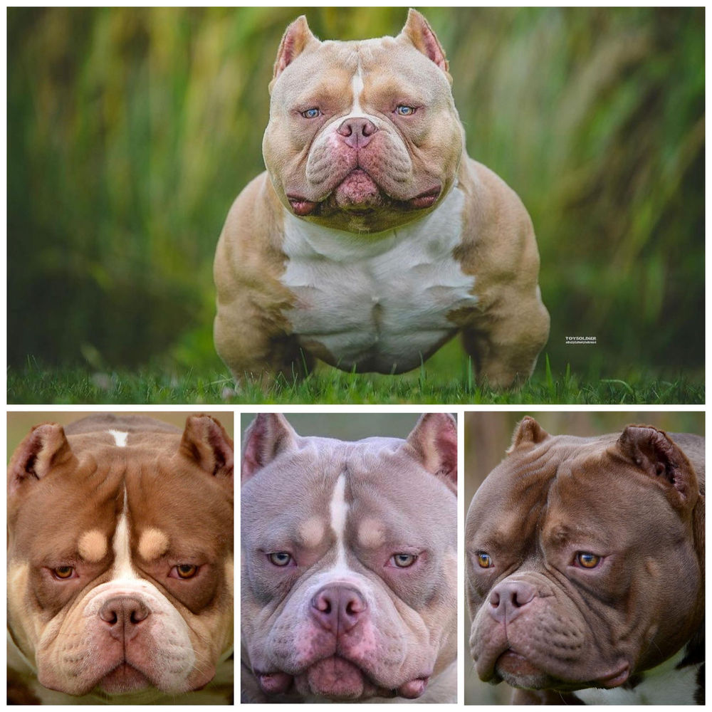 Da Golden Child Be Blessed Promotion 2021 | SSS Bullies