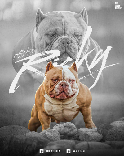 SSS Bullies Pretty Boy Ricky - STUD Service Only - $2,500 USD | SSS Bullies