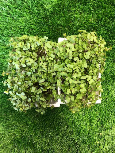 Punnet cress | DLR Produce