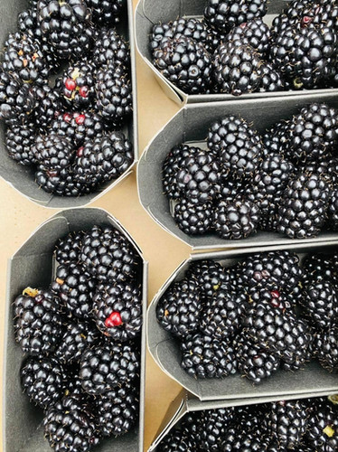 Punnet blackberries | DLR Produce