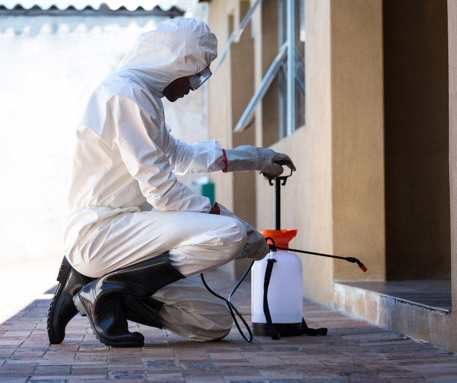 Why Fixing Termite Damage Often Costs Thousands