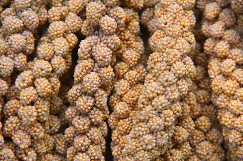 Millet | Douce créature