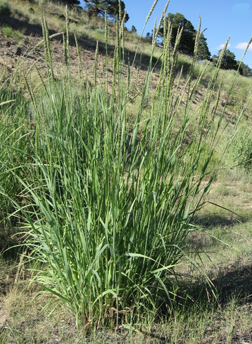 Great Basin Wildrye | Wildland Seed Co.