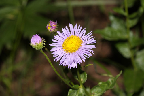 Aspen Daisy / Showy Fleabane Seeds | Wildland Seed Co.