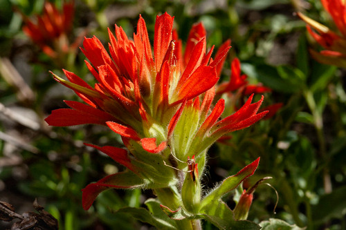 Wavy-Leaf Indian Paintbrush Seeds | Wildland Seed Co.