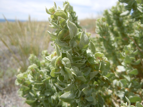 Shadscale Saltbush Seeds | Wildland Seed Co.