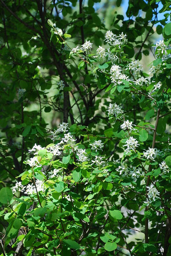Saskatoon Serviceberry | Wildland Seed Co.
