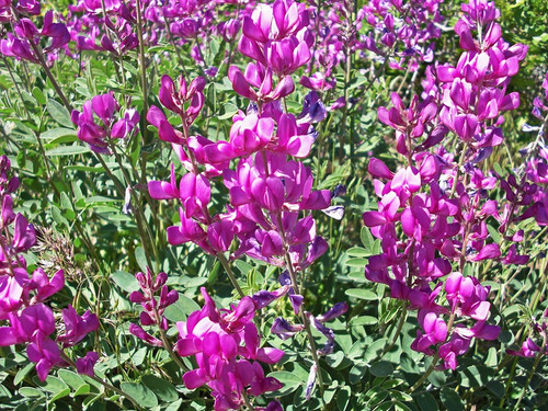 Utah Northern Sweetvetch | Wildland Seed Co.
