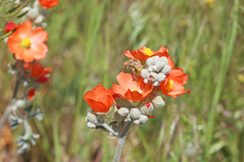 Gooseberryleaf Globemallow | Wildland Seed Co.