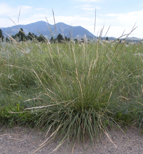 Green Needlegrass | Wildland Seed Co.