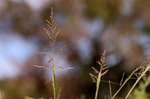 Sand Dropseed | Wildland Seed Co.