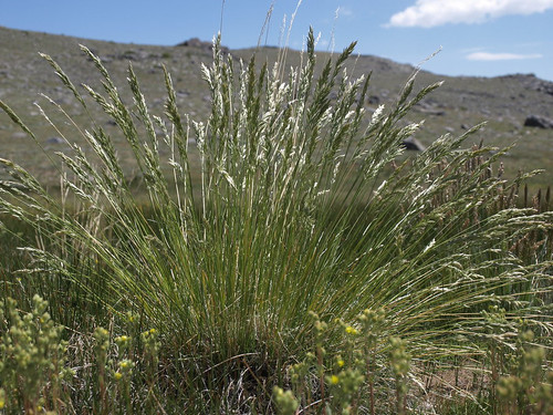 Canby Bluegrass | Wildland Seed Co.