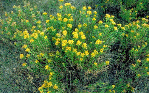 Douglas Rabbitbrush | Wildland Seed Co.