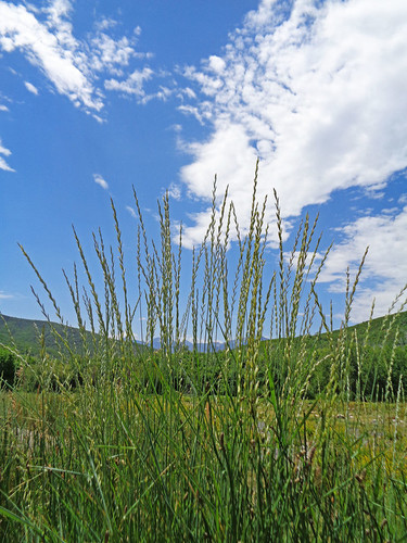 Tall Wheatgrass Seeds | Wildland Seed Co.