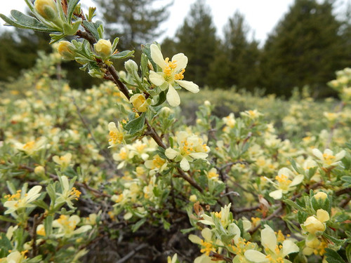 Antelope Bitterbrush | Wildland Seed Co.