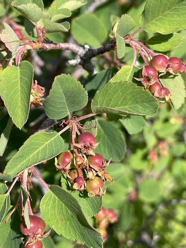 Utah Serviceberry | Wildland Seed Co.