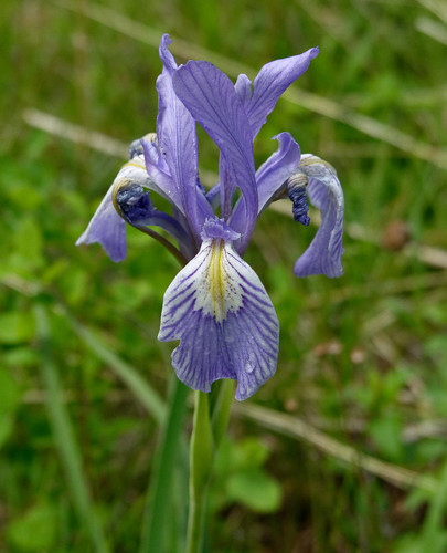 Wild Iris / Rocky Mountain Iris | Wildland Seed Co.
