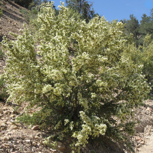 Stansbury Cliffrose | Wildland Seed Co.