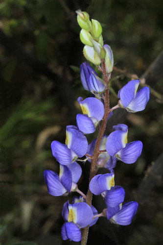 Desert Lupine / Coulter's Lupine | Wildland Seed Co.
