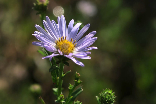 Pacific Aster | Wildland Seed Co.