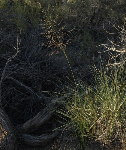 Alkali Sacaton | Wildland Seed Co.