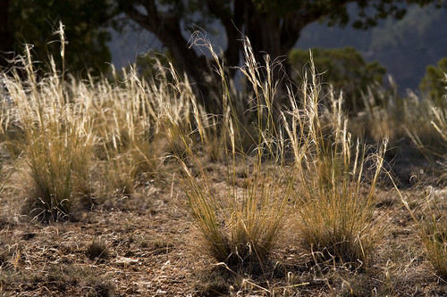 Needle and Threadgrass Seeds | Wildland Seed Co.