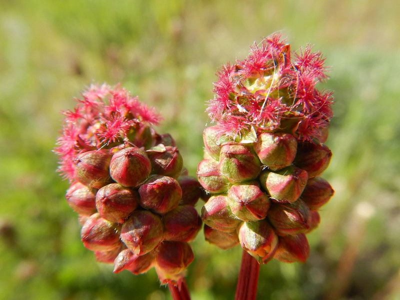 Small Burnet Seeds | Wildland Seed Co.