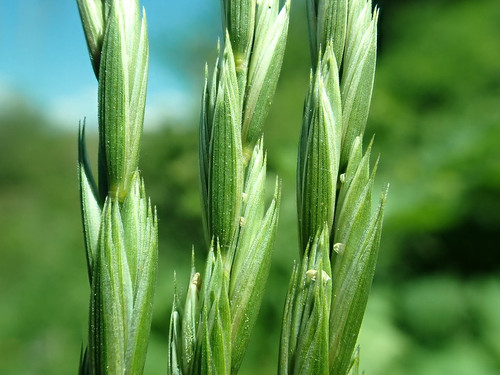 Slender Wheatgrass | Wildland Seed Co.
