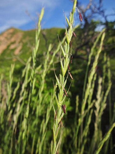 Bluebunch Wheatgrass | Wildland Seed Co.