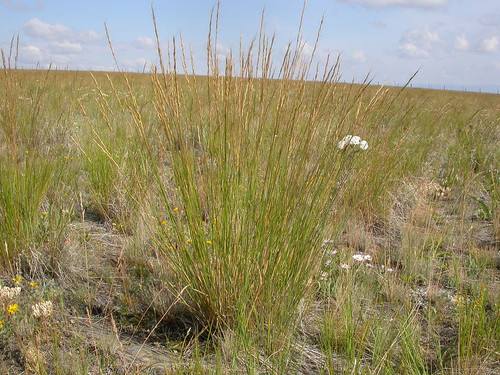 Snake River Wheatgrass | Wildland Seed Co.