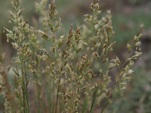 Sherman Big Bluegrass | Wildland Seed Co.