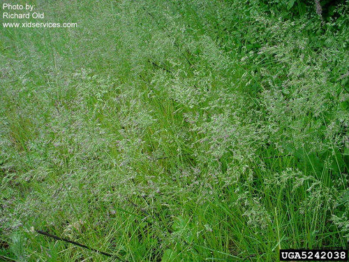 Kentucky Bluegrass | Wildland Seed Co.