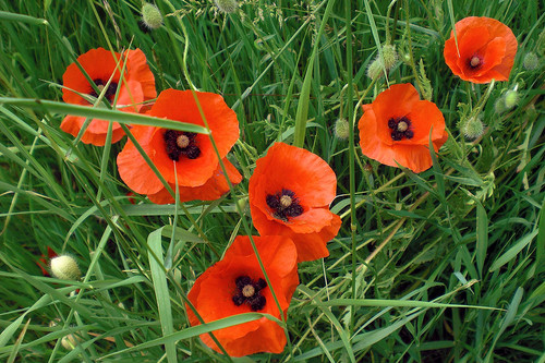 Flanders Poppy / Corn Poppy / Common Poppy Seeds | Wildland Seed Co.