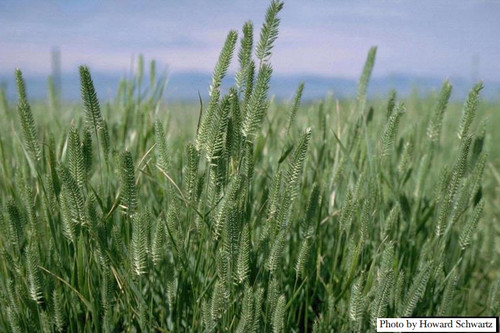 Crested Wheatgrass | Wildland Seed Co.