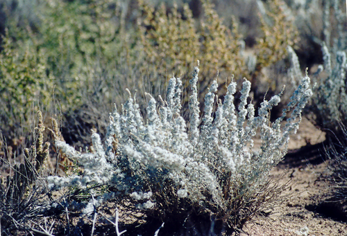 Winterfat Seeds | Wildland Seed Co.