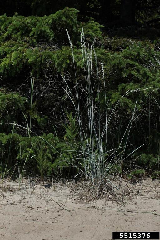 Shop All | Wildland Seed Co.