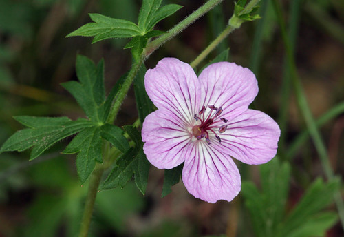 Wild Sticky Purple Geranium | Wildland Seed Co.