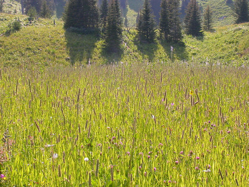 Timothy Grass Seeds | Wildland Seed Co.