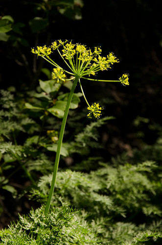 Fernleaf Biscuitroot | Wildland Seed Co.