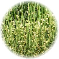 Tea: Mormon (Brigham Tea) Herbal Tea - Organic -1 Oz. | website