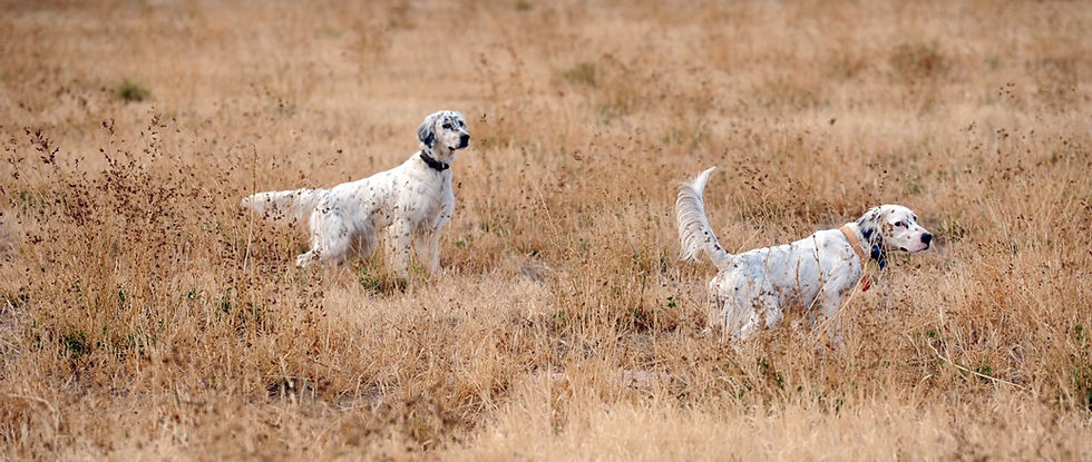 Jornada Setters-Breeder of Llewellin Setters