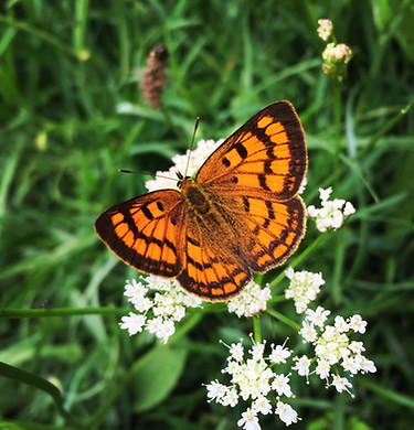 Twin Falls Nursery - Subtropical and Permaculture Plants - Northland ...