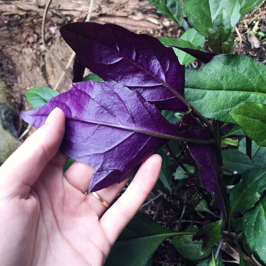 Okinawa Spinach | Twin Falls Nursery