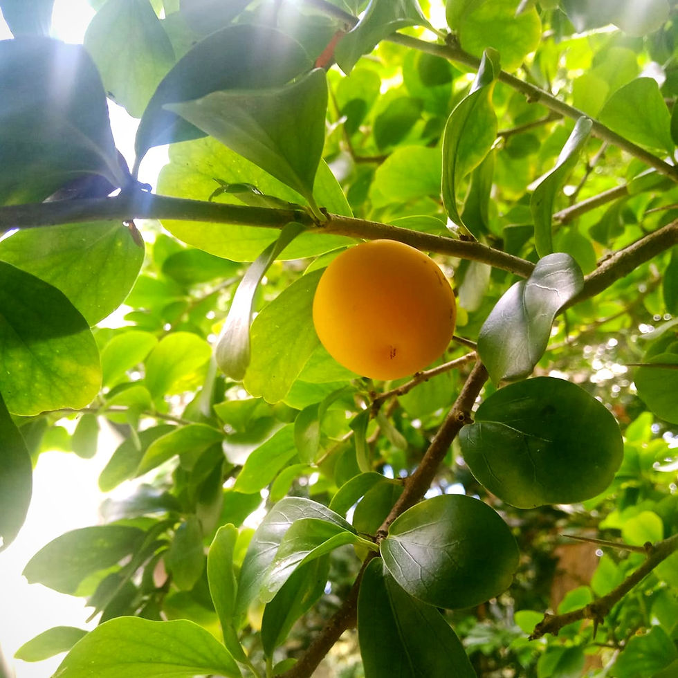 Kei Apple | Twin Falls Nursery